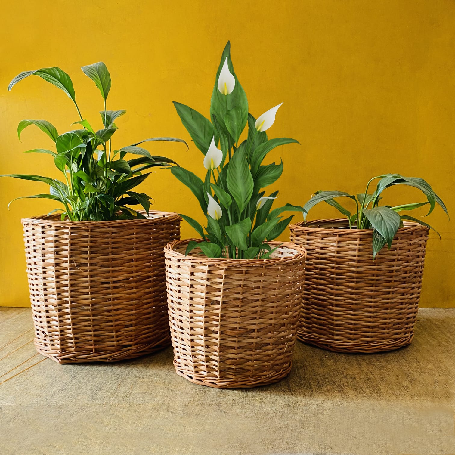 Wicker Planters – Rustic Rituals